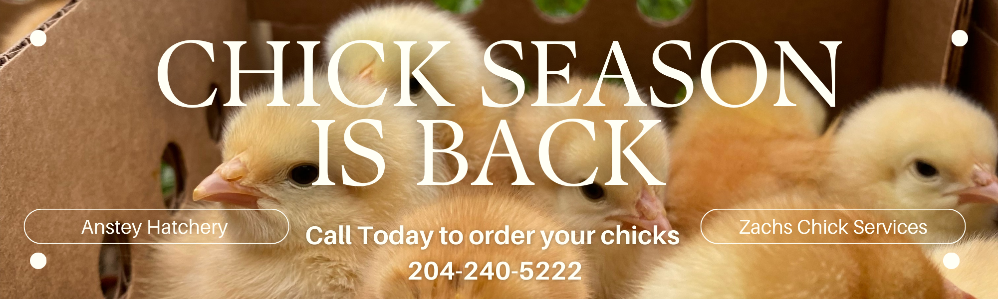 Paws & Go – Paws & Go